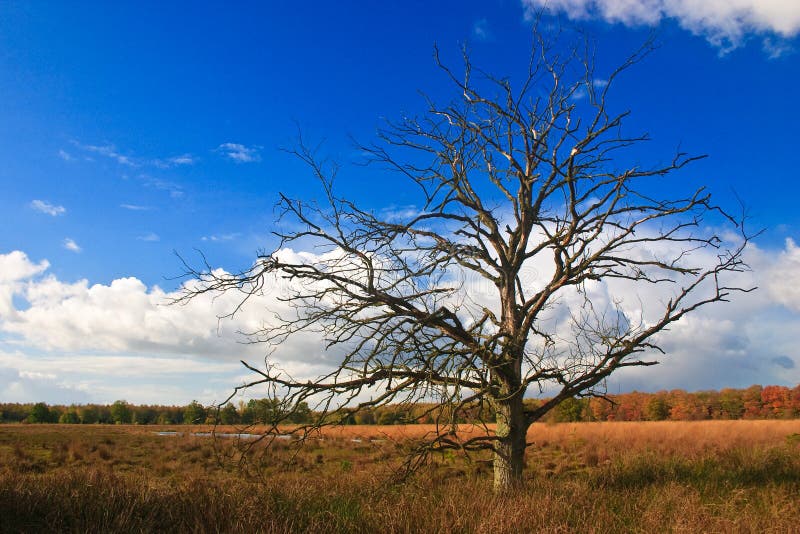 Colorful Autumn Leaves on Trees and Dead Tree Stock Photo - Image of ...