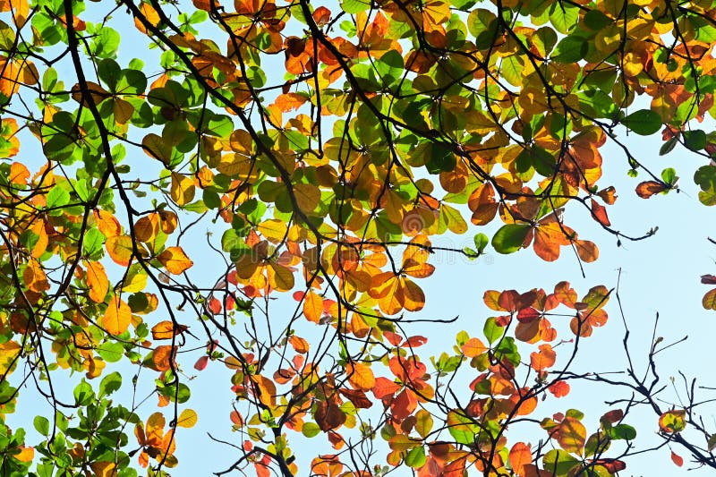 ColorFul Autumn Leaves Under Tree Nature Background Stock Image - Image ...