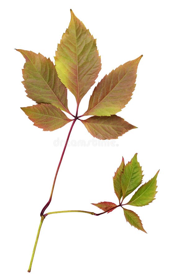 Colorful Autumn Leaves of Wild Grape Stock Image - Image of beautiful ...