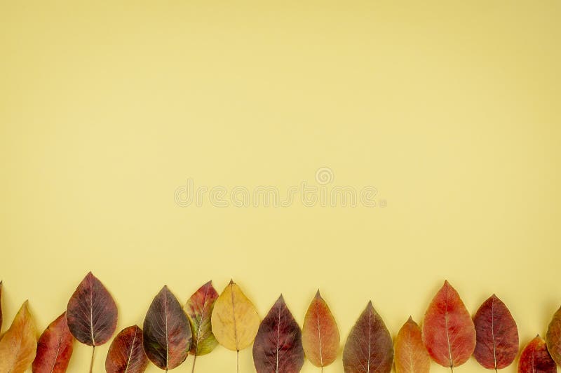 Colorful Autumn Leaves on a Yellow Background Stock Image - Image of ...
