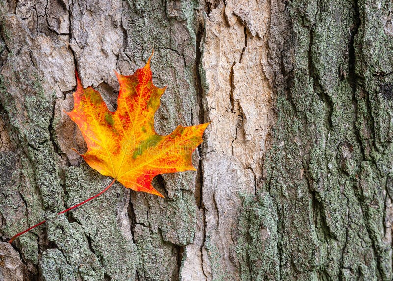 Colorful Autumn Leaf Against Tree Bark Stock Photo - Image of seasonal ...