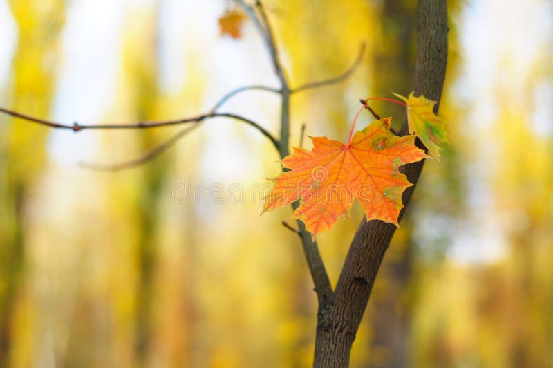 Colorful Autumn Maple Leaf with Soft Focus. Maple Leaf Fall Photo ...
