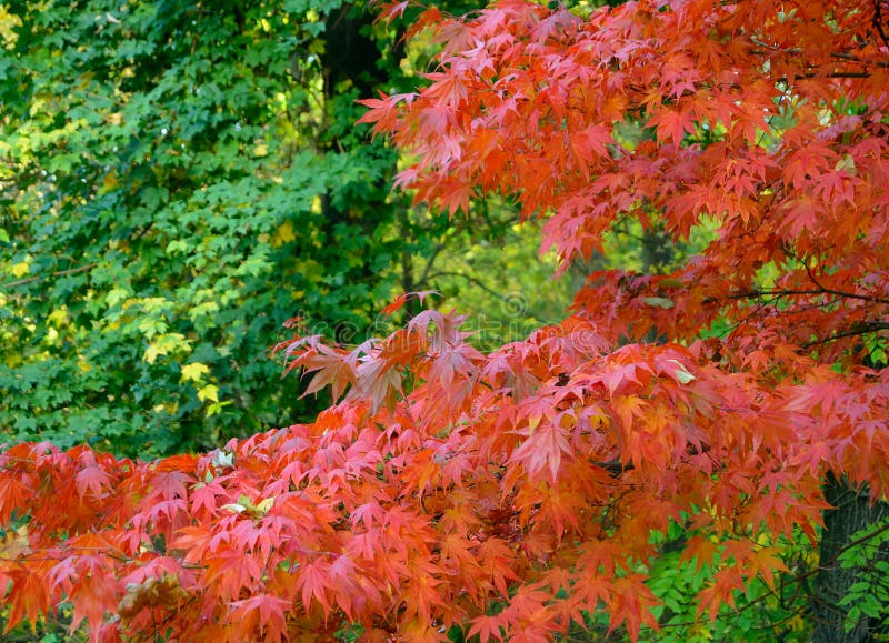 Colorful Autumn Maple Leafs on the Tree Stock Photo - Image of ...