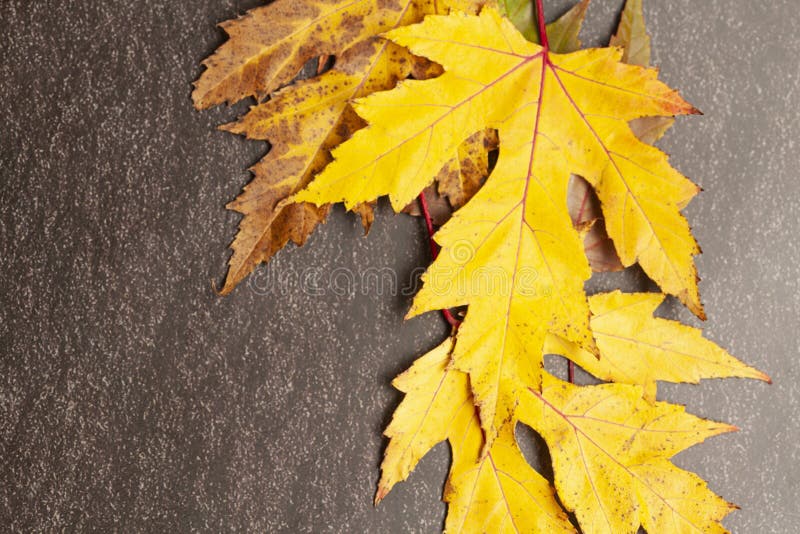 Colorful Autumn Maple Leaves on Black Stock Photo - Image of collection ...