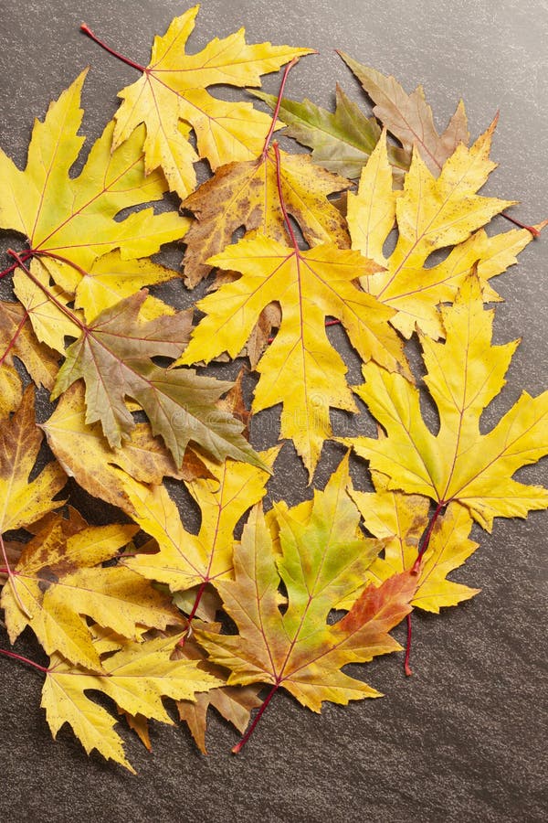 Colorful Autumn Maple Leaves on Black Stock Image - Image of decoration ...