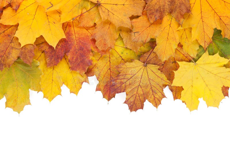 Colorful Autumn Maple Leaves Stock Image - Image of autumn, detail ...