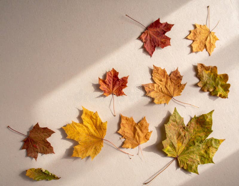 Colorful Autumn Maple Leaves Display on Beige Background in Flat Lay ...