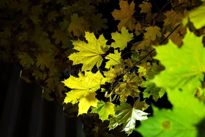 Colorful Autumn Maple Leaves with Night Lighting on the Streets Stock ...