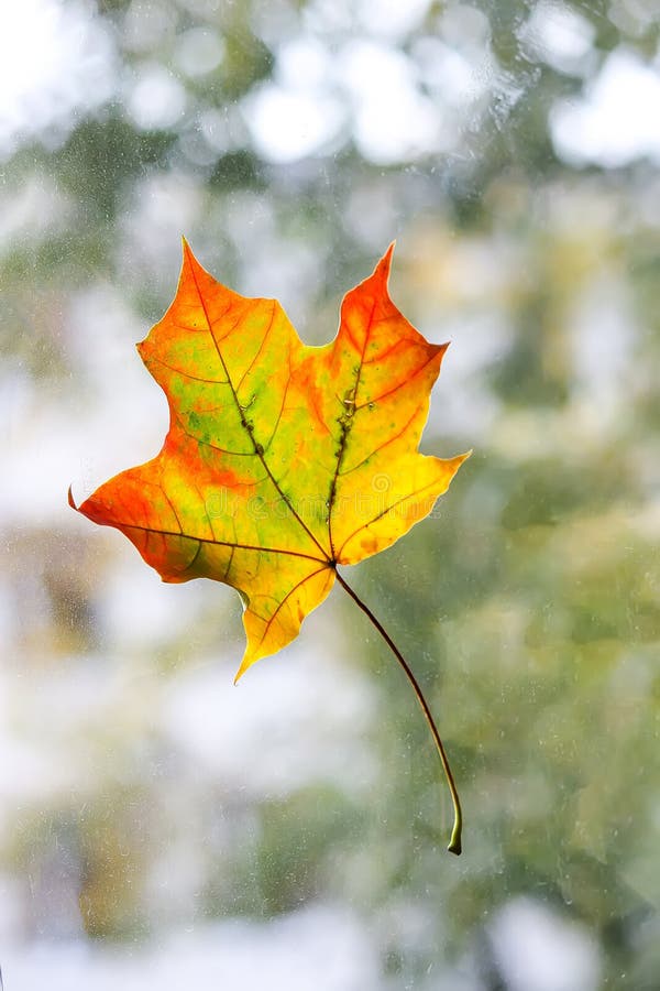 Colorful Autumn Maple Leaf on Window Glass Stock Photo - Image of frame ...
