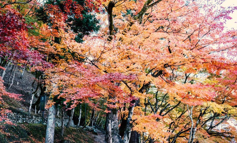 Maple tree in the forest stock image. Image of nature - 114057933