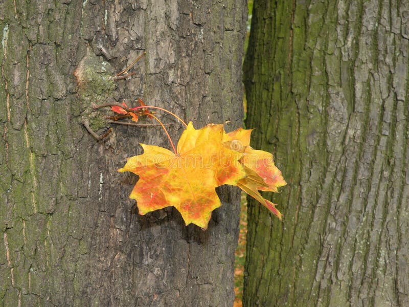 Colorful Autumn Maple Tree Trunks and Leaves, Lithuania Stock Photo ...