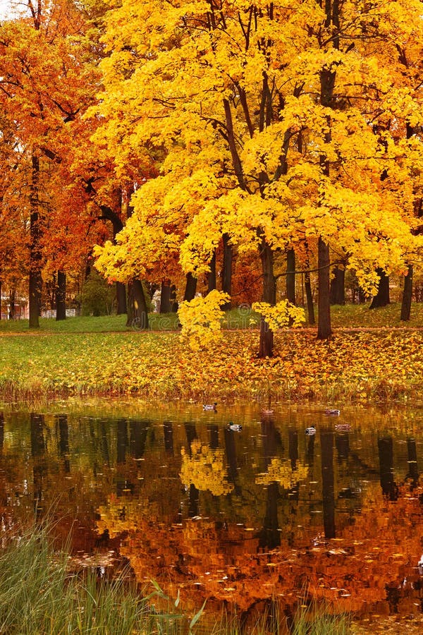 Colorful Autumn Trees in Park Stock Photo - Image of outdoor, colorful ...