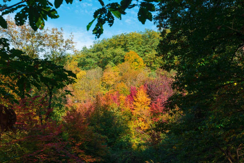 Colorful Autumn Mountain Forest Scenery Stock Photo - Image of forest ...