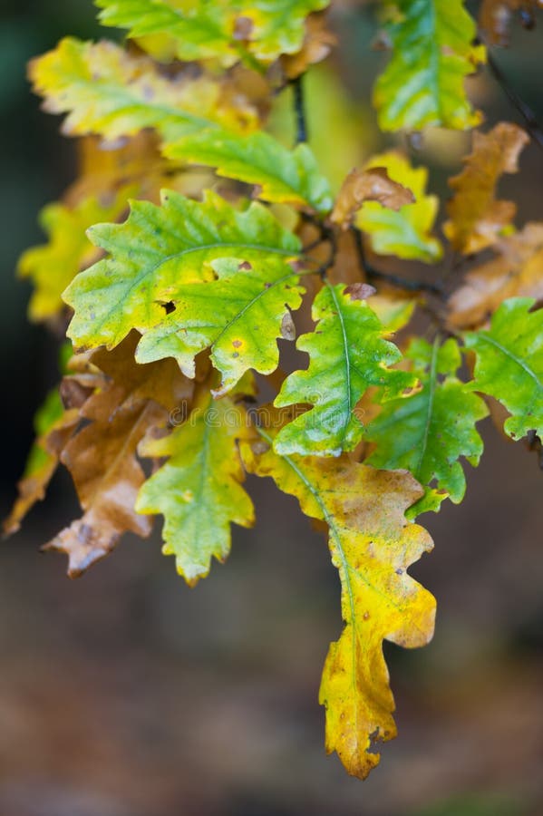 Colorful autumn oak leaves stock image. Image of leafage - 130209001