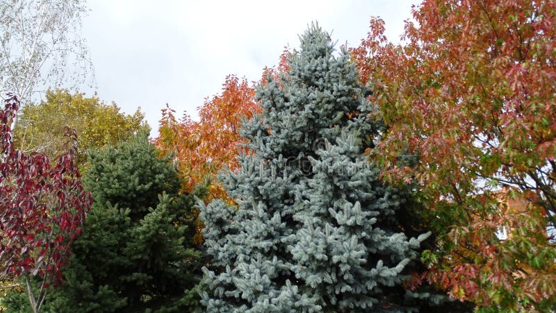 Spruce and Maple Trees in Fall Stock Image - Image of fall, gold: 80018419