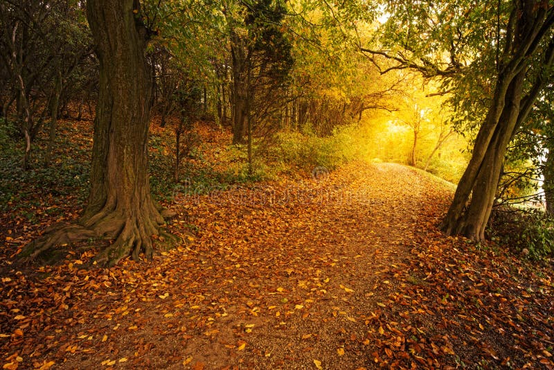 Fall path in forest stock image. Image of nature, maple - 27671073