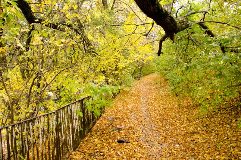 Colorful Autumn Path Background Fallen Tree Leaves Stock Image - Image ...