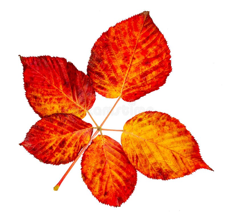 Colorful Autumn Raspberry Leaves Stock Photo - Image of botany, fresh ...