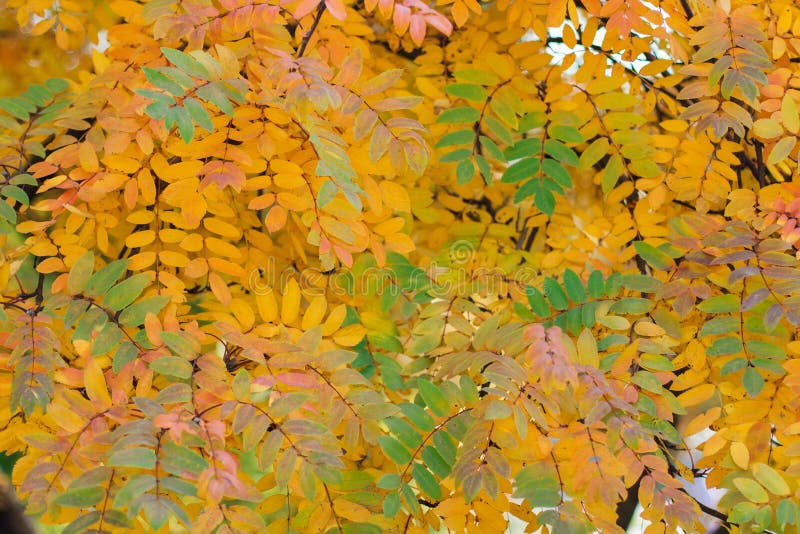 Colorful Autumn Rowan Leaves on the Tree Stock Photo - Image of october ...