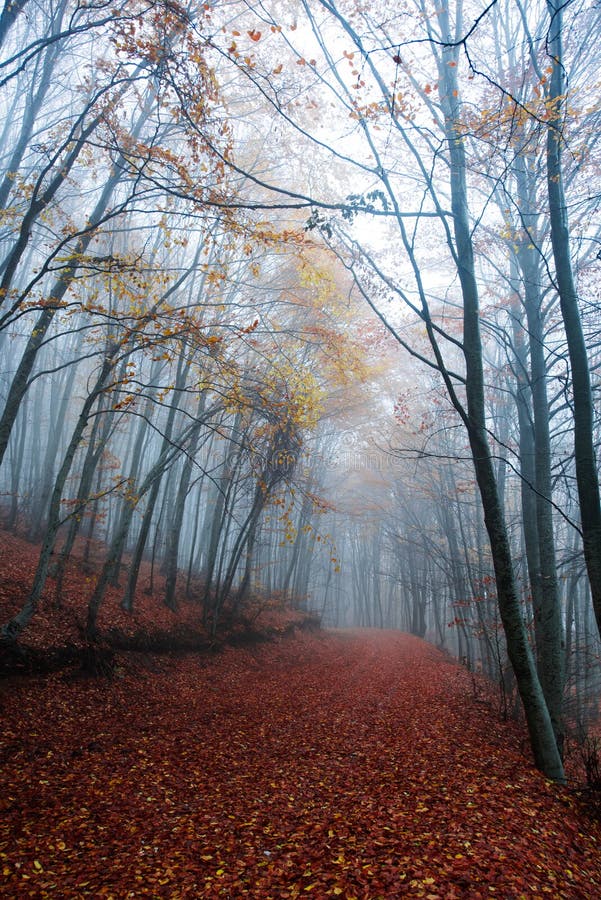 Misty fall path stock image. Image of brown, hazy, colors - 111339839
