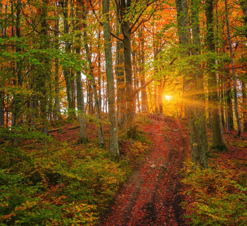 Dark Forest Road in the Autumn Forest. Stock Image - Image of beautiful ...