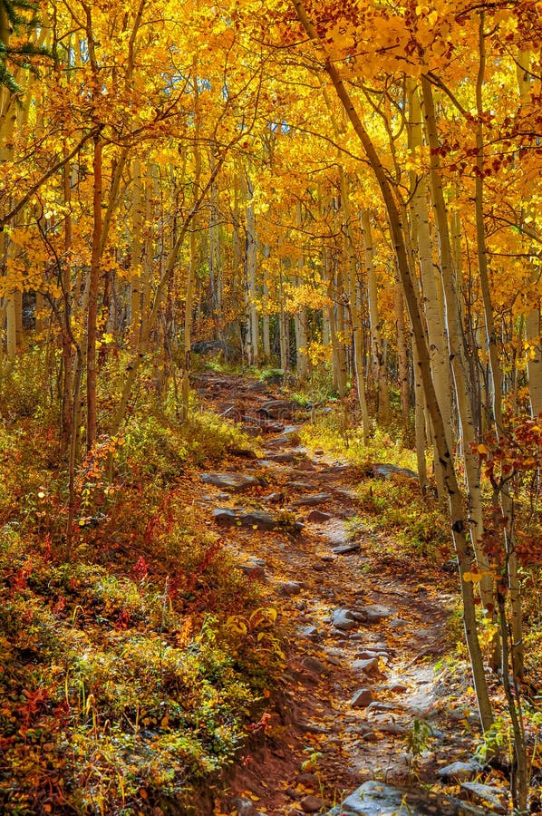 Colorful Autumn Trail stock image. Image of nature, aspen - 29216761