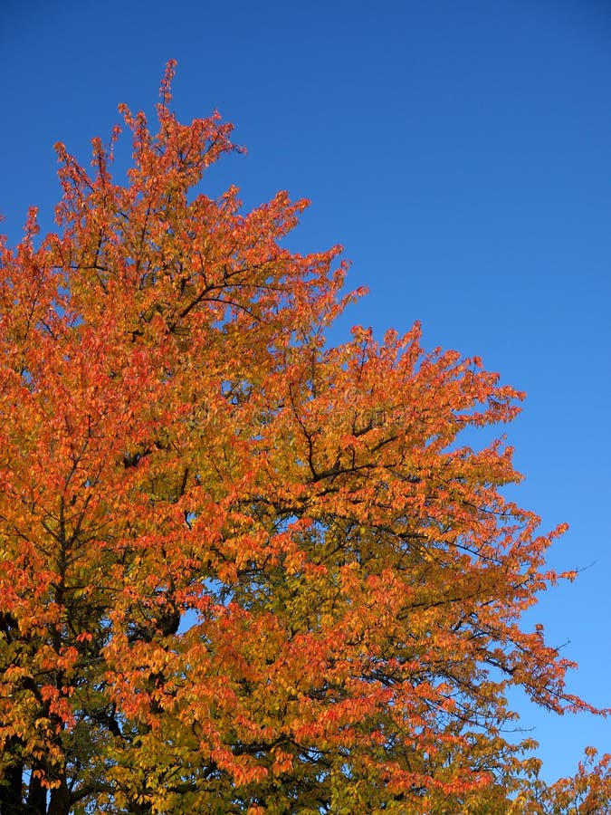 Colorful autumn tree stock photo. Image of intensive - 10720522