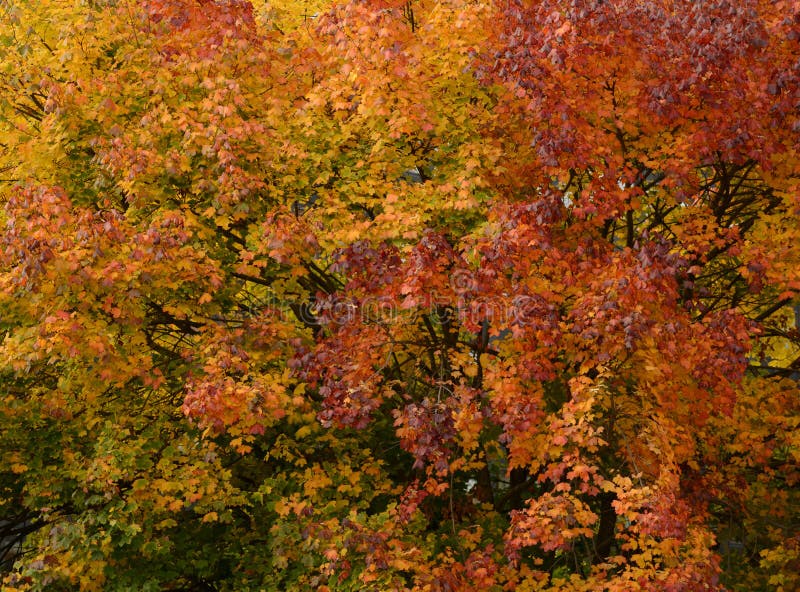 Colorful Autumn Tree Branches in Golden Colors Stock Image - Image of ...