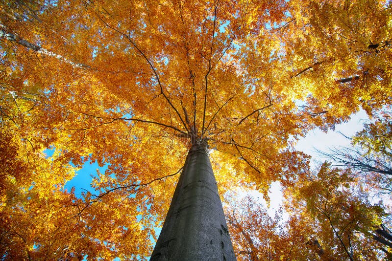 Colorful Autumn Tree in Forest Stock Image - Image of aspen, green ...
