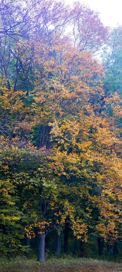 Colorful Autumn Tree in the Forest, Vertical Format Stock Photo - Image ...