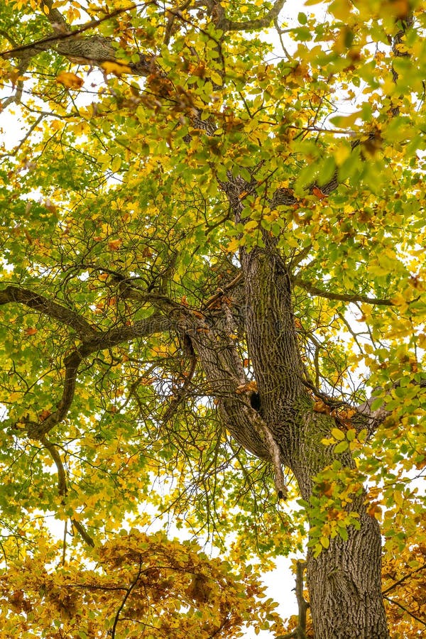 Colorful Autumn Tree in Forest. View from Below Stock Image - Image of ...