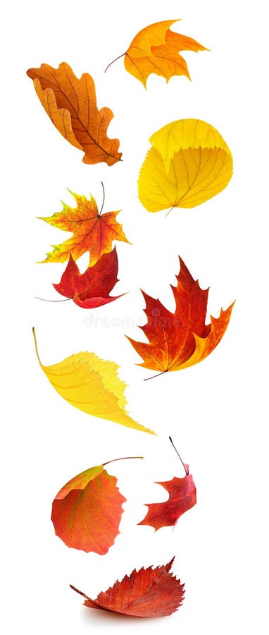 Falling Autumn Leaves, Isolated on White Background, Vertical Stock ...