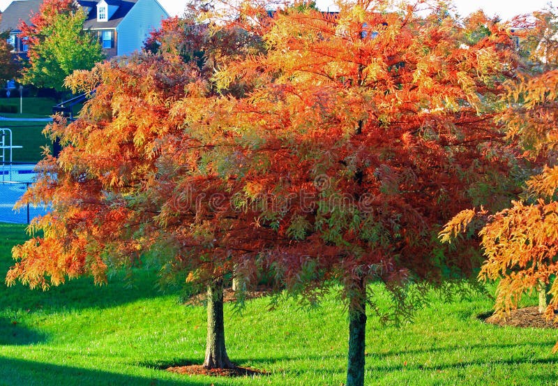 Autumn Trees stock photo. Image of branch, trunk, community - 45788546
