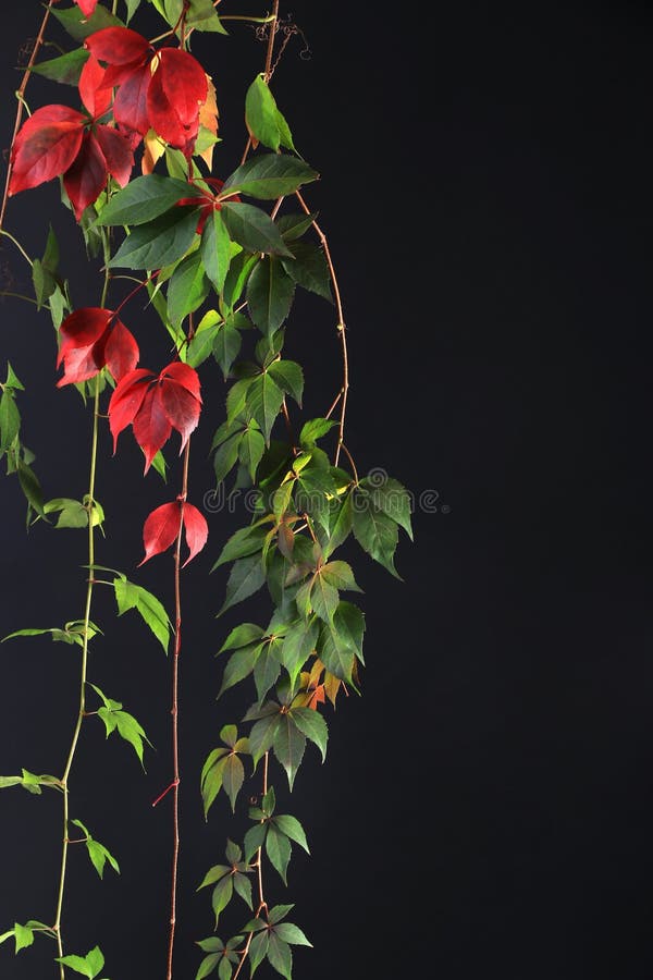 Colorful Autumn Tree Vines Stretching Down Black Background, Studio ...