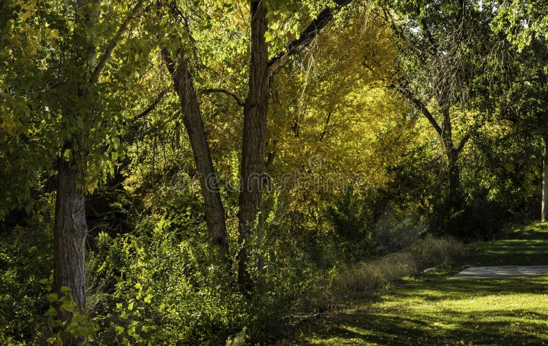 Colorful Autumn Treeline stock photo. Image of ambient - 233127978