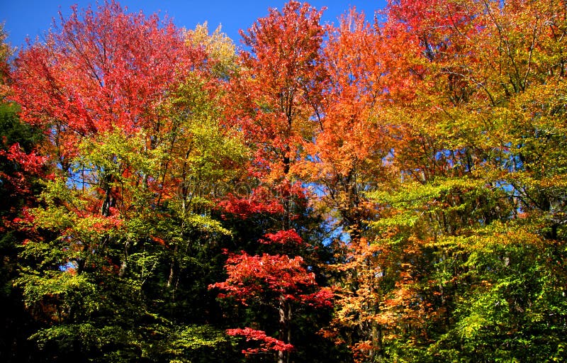 Colorful Autumn trees stock photo. Image of colourful - 11343030
