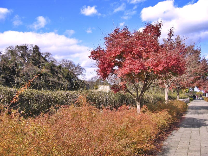 Colorful Autumn trees stock photo. Image of sidewalk, receding - 307082