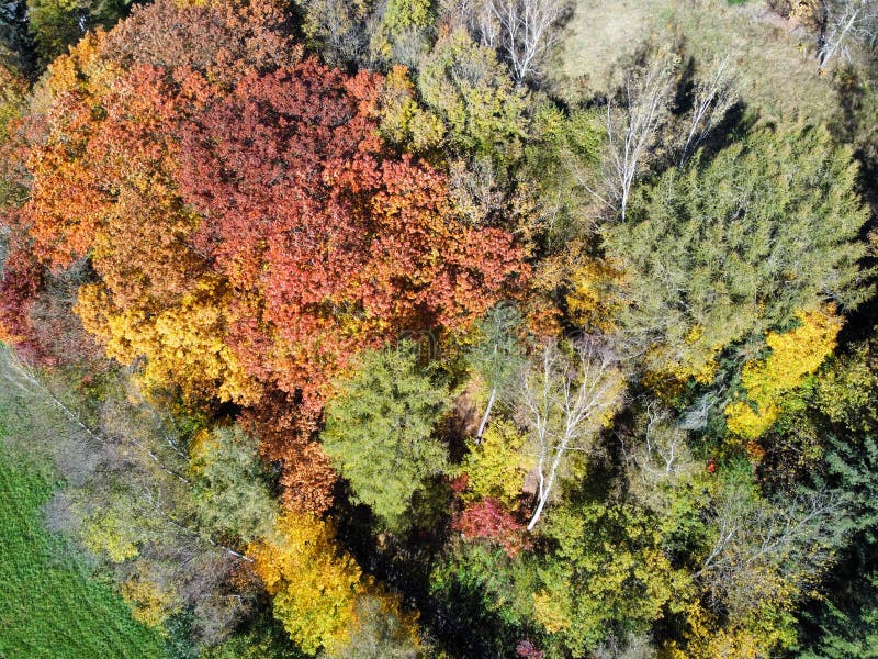 Colorful Autumn Trees from Above Stock Photo - Image of green, industry ...