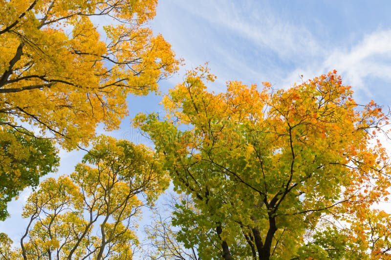 Colorful Autumn Trees from Below Against Blue Sky Stock Image - Image ...