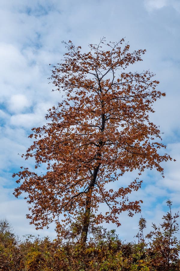 Colorful Autumn Trees and Blue Sky Stock Photo - Image of orange, color ...