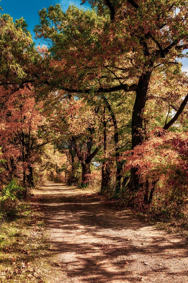 Colorful Autumn Trees on a Country Lane. Stock Photo - Image of colors ...