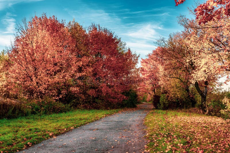Colorful Autumn Trees on a Country Lane. Stock Photo - Image of closeup ...