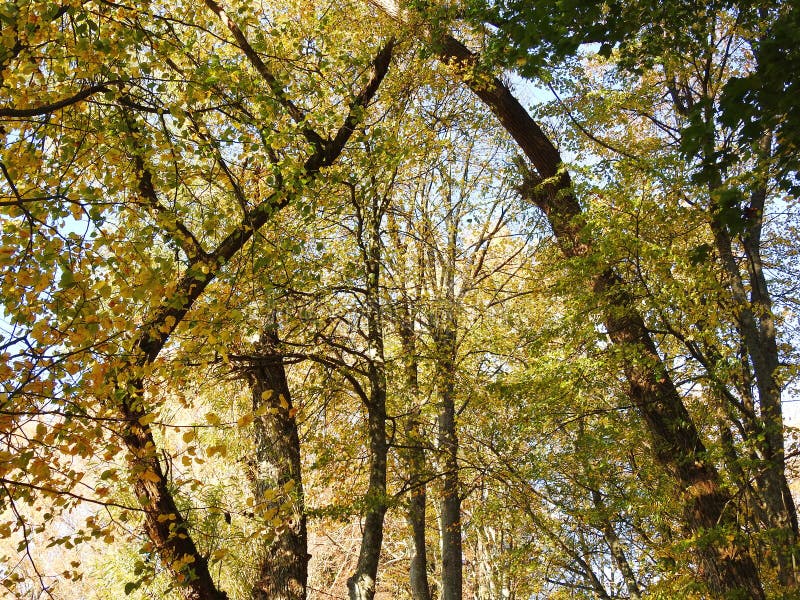 Colorful Autumn Trees, Lithuania Stock Photo - Image of trees, forest ...