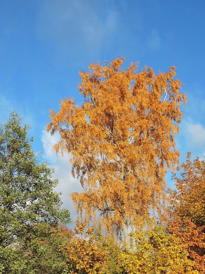 Colorful Trees in Autumn, Lithuania Stock Photo - Image of foliage ...