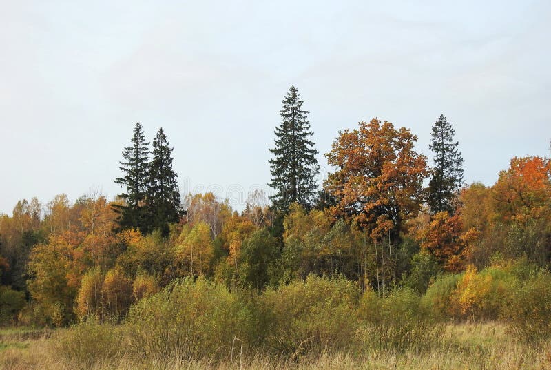Colorful Autumn Trees in Forest, Lithuania Stock Photo - Image of ...