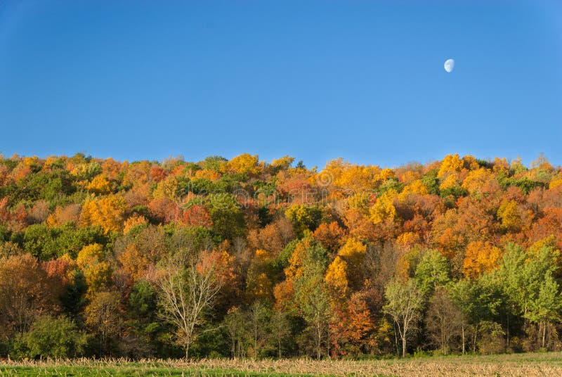 Colorful Autumn Trees stock image. Image of hill, woods - 77742617