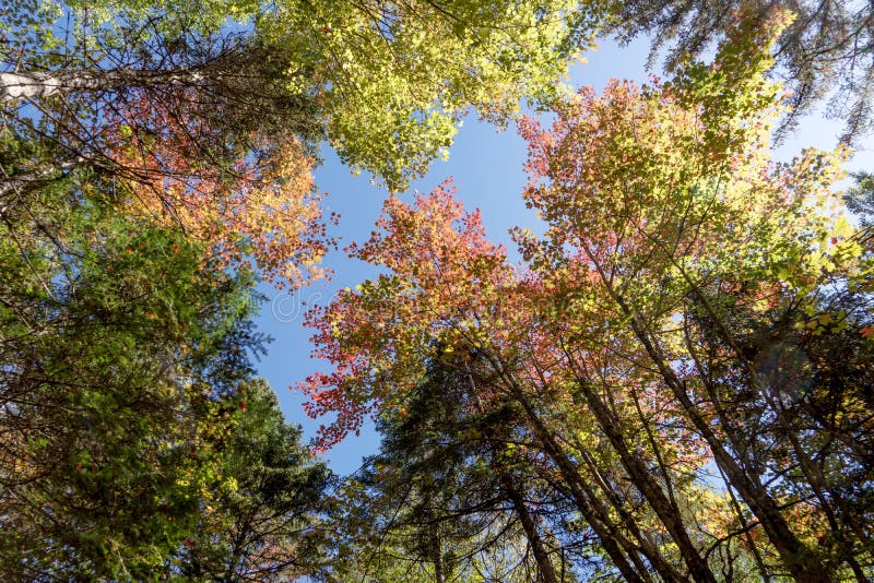 Colorful Autumn Trees. Indian Summer. Canada Stock Photo - Image of ...