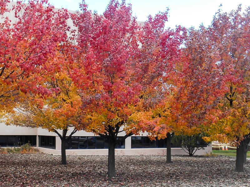 Colorful Autumn Trees stock image. Image of trees, colorful - 119023207