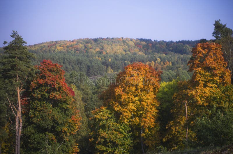 Colorful Autumn Trees, Lithuania Stock Image - Image of color, focus ...