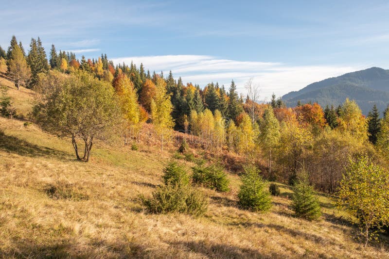 Colorful Autumn Trees in the Mountains. Autumn Mountain Forest ...